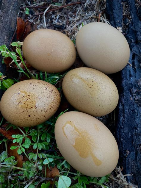 Fern Egger™️ Hatching Eggs Mockingbird Homestead