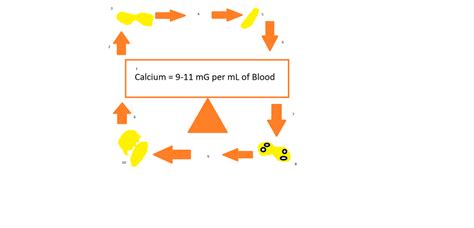 Skeleton Lab Practical Diagram Quizlet
