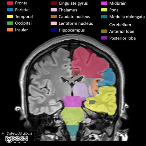 Hippocampus Anatomy