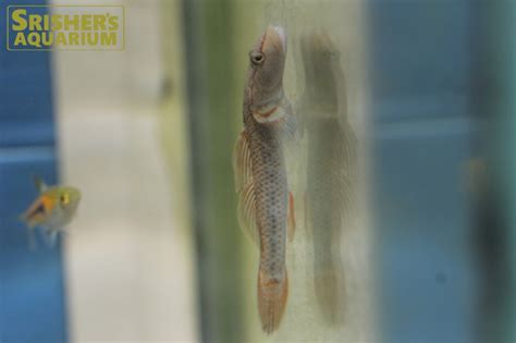 ヨシノボリ｜その他の魚 Others ｜スリッシャーズ アクアリウム