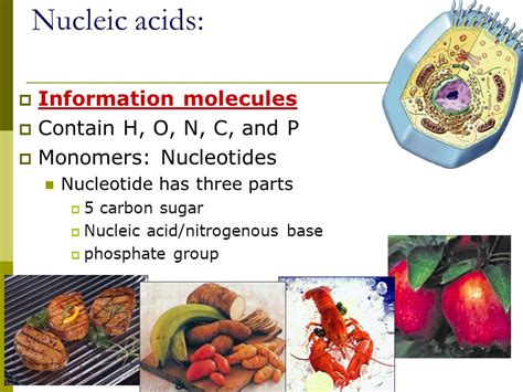 Nucleic Acid Food Examples