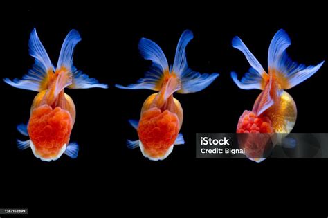 검은 색 배경으로 고립 된 탱크에서 수영하는 세 개의 오린다 금붕어 3가지 개체에 대한 스톡 사진 및 기타 이미지 3가지 개체 Led 조명 가축 Istock