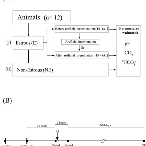 A Flow Chart Of The Experimental Design Hco3⁻ Concentration Was Download Scientific Diagram