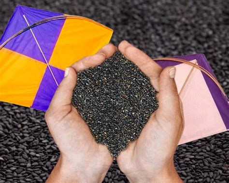 संक्रांति पर क्यों किया जाता है काले तिल का दान जानें वैज्ञानिक कारण