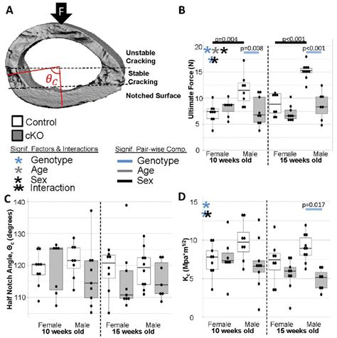 Sexual Differences In Bone Porosity Osteocyte Density And Extracellular Matrix Organization
