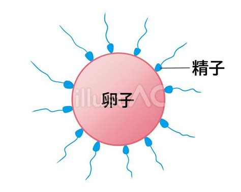精子と卵子イラスト No 23594925｜無料イラスト・フリー素材なら「イラストac」
