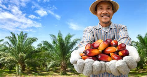 A Day In The Life Of Plantation Workers With Quarto Lintramax Quarto