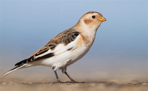 Siskin Facts Identification Diet Migration Info Etc Binocular Base