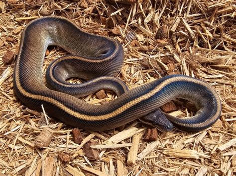 Black Head Genetic Stripe 50 Het Hypo Ball Python By 1st Class Pythons