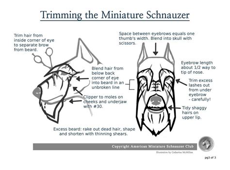 Pet Grooming Tips Schnauzer Grooming Schnauzer Dog Grooming Diy