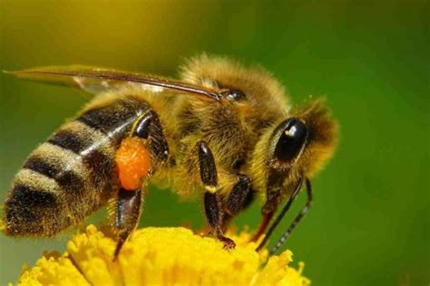 Video En Cámara Lenta Muestra Abeja Melífera Mientras Bebe Agua