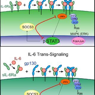 Il 6 Signaling Il 6 Activates Cellular Signaling Using Either