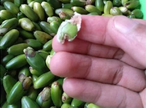 Buah Jeruju Klasifikasi Ciri Ciri Manfaat Dan Efek Samping Alat Pertanian Alat