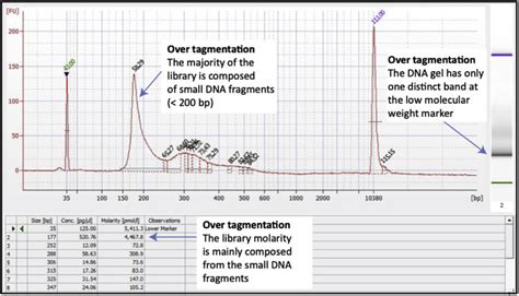 Bioanalyzer Result Demonstrating Over Tagmentation Download Scientific Diagram
