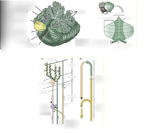 Diagram Of Lecture 9 The Cerebellum Quizlet