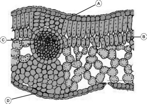 Transverse Section Of A Monocot Leaf