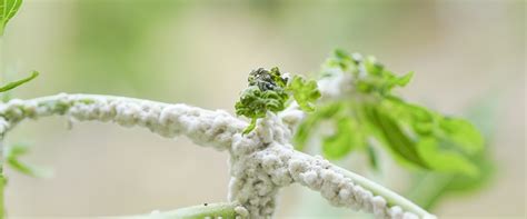Paracoccus Marginatus Close Up Biobee