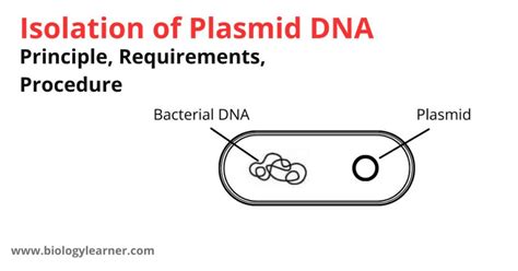 Isolation Of Plasmid Dna Principle Requirements Procedure
