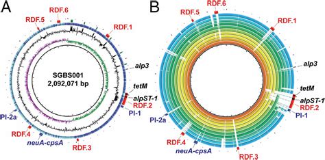 Capsule Group B Strep