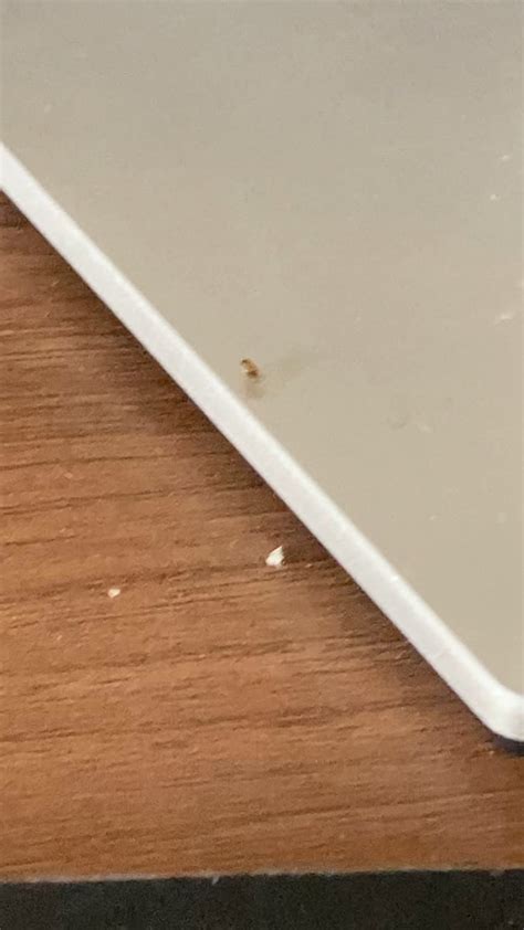 Is This A Flea R Whatsthisbug