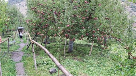 Rakcham Sangla 2019 All You Need To Know Before You Go With Photos