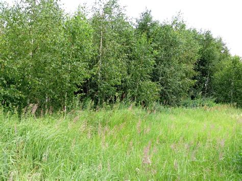 Земли сельхозназначения Московская область городской округ Воскресенск село Петровское