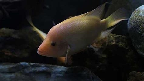 5 Fakta Tentang Ikan Red Devil