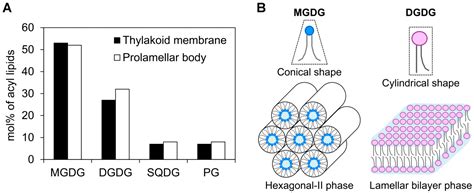 Role Of Galactolipids In Plastid Differentiation Before And After Light