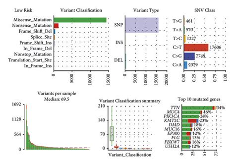 Somatic Genomic Alternation Analysis The Summary Of The Mutated Genes