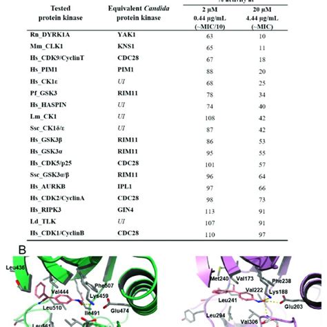 ms based phosphoproteomics workflow a the cartoon illustrates the