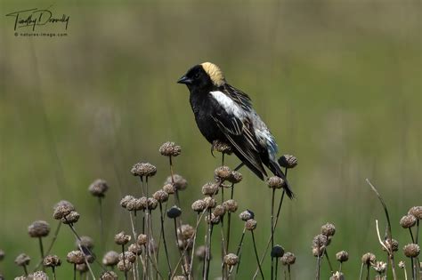 Grassland Birds — Natures Image