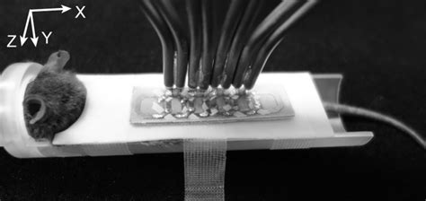 Photograph Of A Four Channel Surface Coil Array Operating At 750 MHz Download Scientific