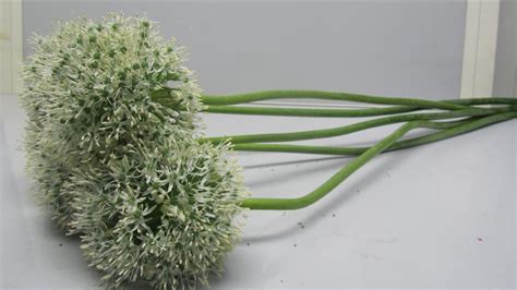 Allium White Giant Metropolitan Wholesale