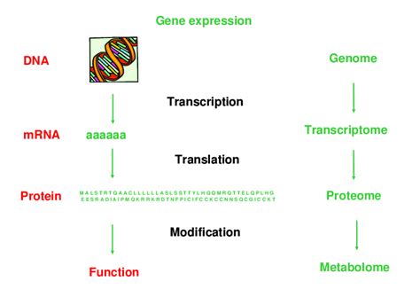 Schematic Representation Of Gene Expression Study Levels Download