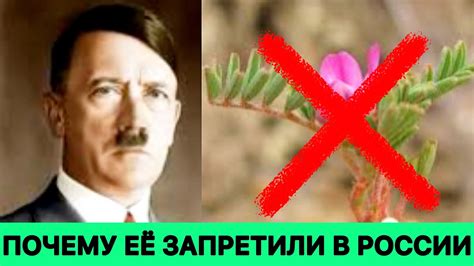 Трава за которой охотились Аненербе и Гитлер. Астрагал - 8 полезных ...
