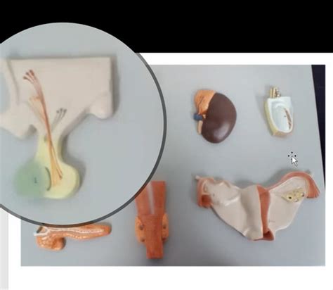 A P II Lab Practicum 1 Flashcards Quizlet A P II Lab Practicum 1 Flashcards Quizlet