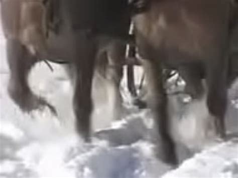 Sex On A Snowy Sled XVIDEOS COM