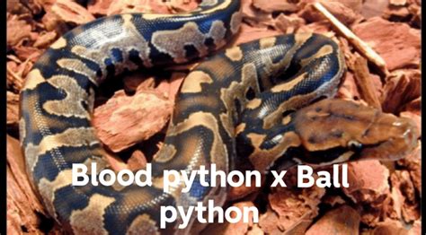 What Are Your Thoughts On Hybrid Ball Pythons I Like The Woma Hybrid