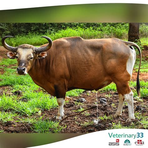 Urethral Urolithiasis In Male Cattle Treated Using Pneumatic