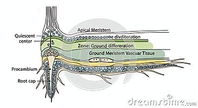 Detailed Diagram Of Plant Root Tip Anatomy Structure And Growth Zones