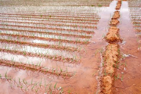 11 Types Of Irrigation Systems Crate And Basket