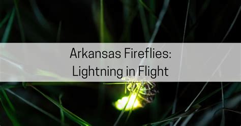 Arkansas Fireflies Lightning In Flight