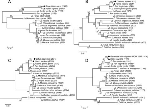Phylogenetic Trees Comparing Close Homologs Of Human Originated Regions Download Scientific