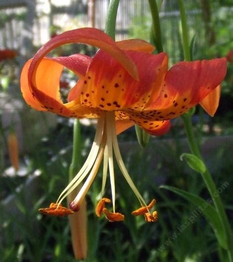 Lilium Pardalinum Calflora