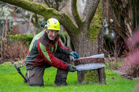 Protecting A Maple Tree From Pests Using Tanglefoot Insect Barrier In Oaklands Advantage Tree Care