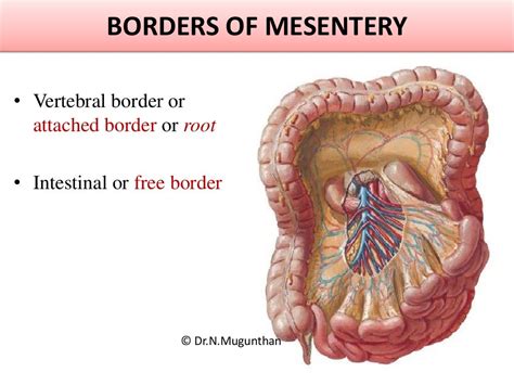 Mesentery Jejunum Ileum And Superior Mesenteric Artery Pdf Lecture N