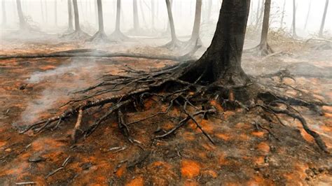 What Is A Root Fire And How Does It Impact Forest Ecosystems Tools Guide