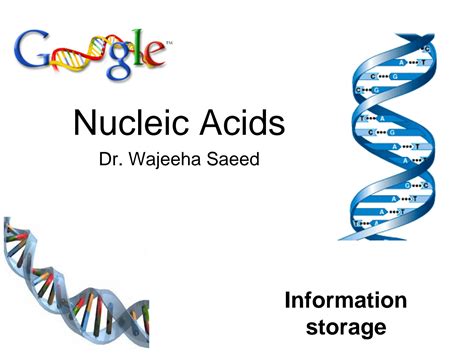 SOLUTION Rna And Its Types Structure Function Studypool