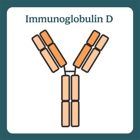 Immunoglobulin D Breastfeeding Glossary By The Lactation Collection