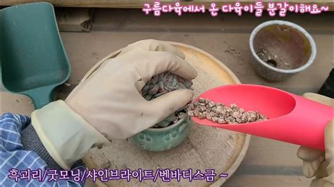 구름다육에서 온 다육이들 분갈이합니다~ 벤바디스금군생 대박이어라~ 잘 키워야지~분갈이전 케어할 다육이들도 있답니다~ 조금 더 단단하게 만들기~구름다육 0107572